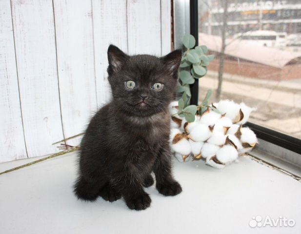 Котик-британец б/д
