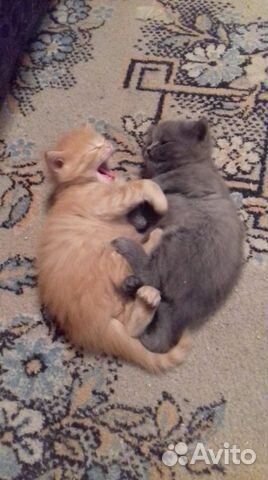 Абсолютно мимишные котята