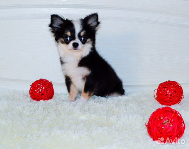 Щенки чихуахуа