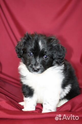 Пуховый щенок от маленькой собачки