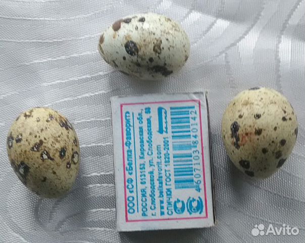 Перепела/техасцы/яйцо инкубационное/на инкубацию