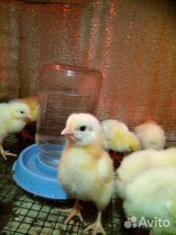 Цыплята Кобб-500 (Чехия) в наличии
