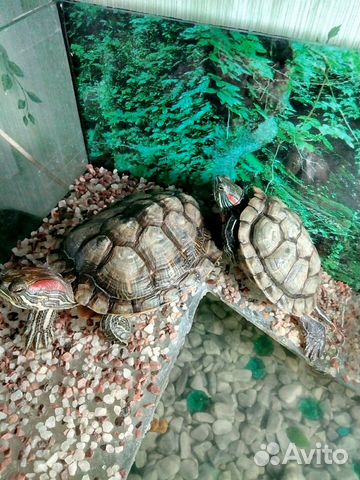 Отдам бесплатно черепах водных, потому что разбилс
