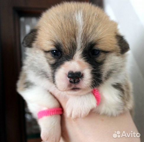 Рыжая сука пемброк корги