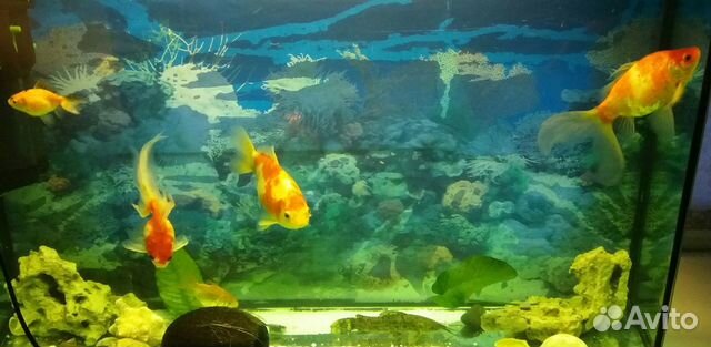 Золотые рыбки и сомик