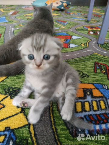 Продаю котят