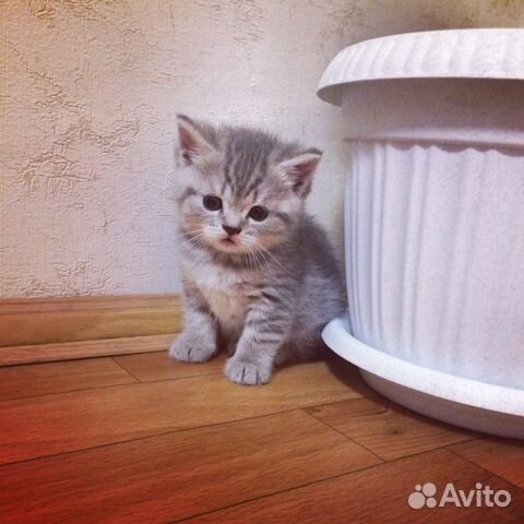 Шотландский котик