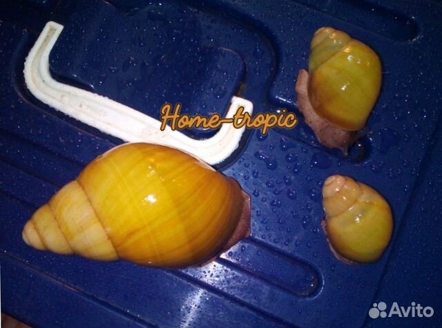 Архахатины
