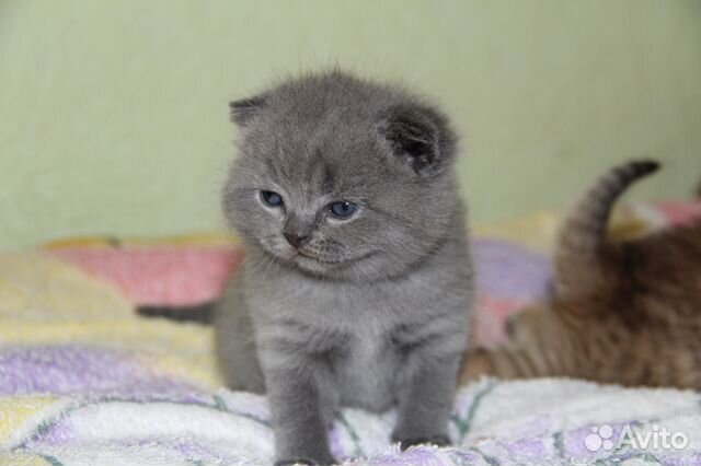 Плюшевый медвежонок