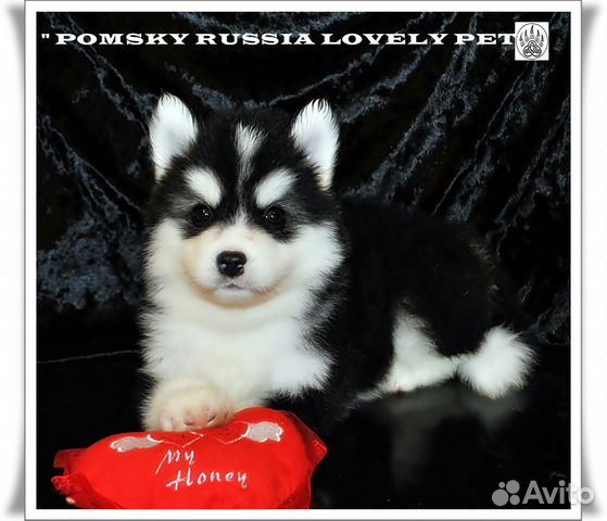 Помски мини хаски