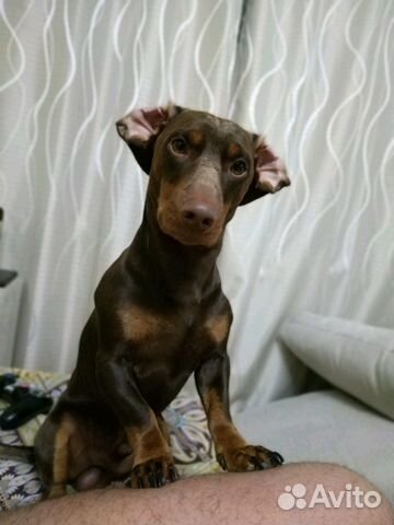 Отдам в хорошие руки