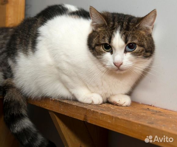 Кошечка в добрые руки