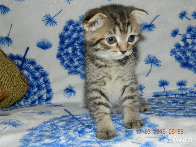 Продам котят