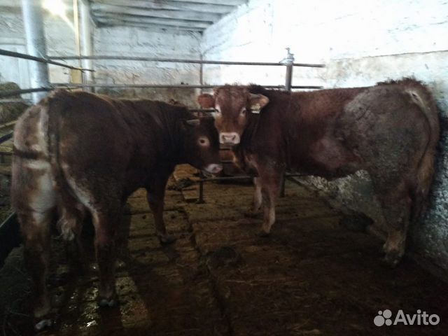 Чистокровные быки породы Лимузин»