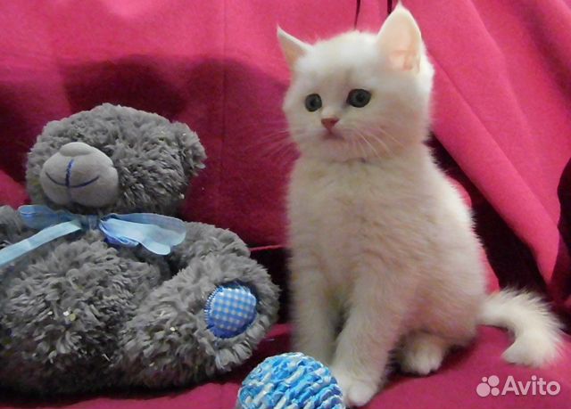 Шотландский котенок (Сходня)