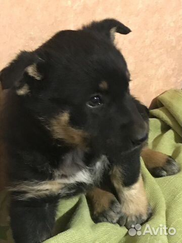 Щенок девочка