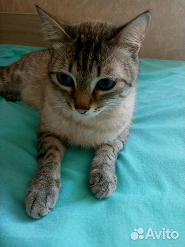 Кот