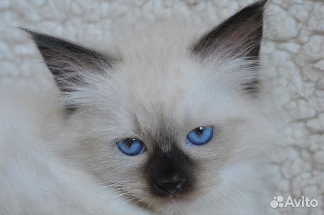 Котёнок Харлей, 2 месяца