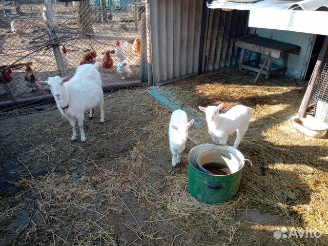 Продается коза дойной породы