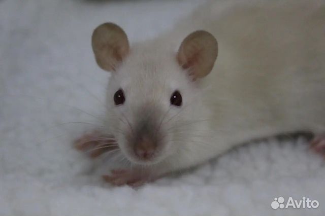 Сиамские крысята