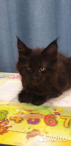 Черный мейн-куненок