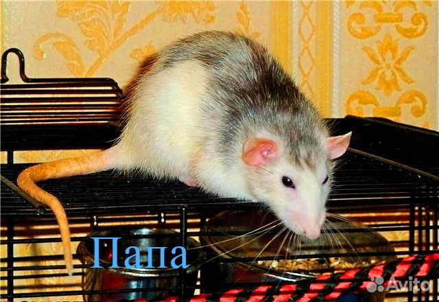 Крысята Дамбо-Хаски