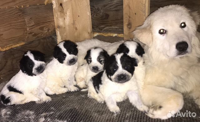 Кавказская овчарка и мама итальянская овчарка