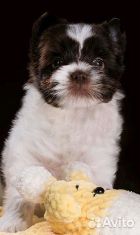 Мальчик биро йоркширского терьера