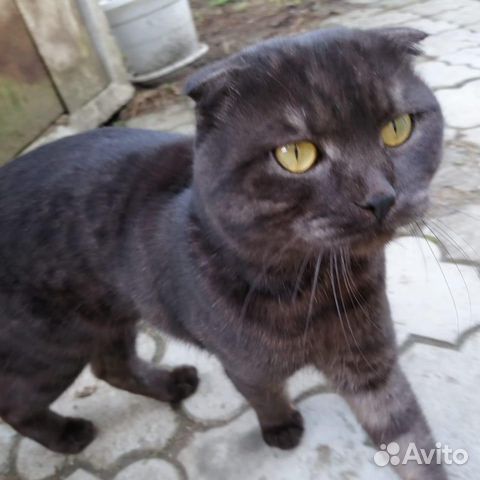 Шотландская