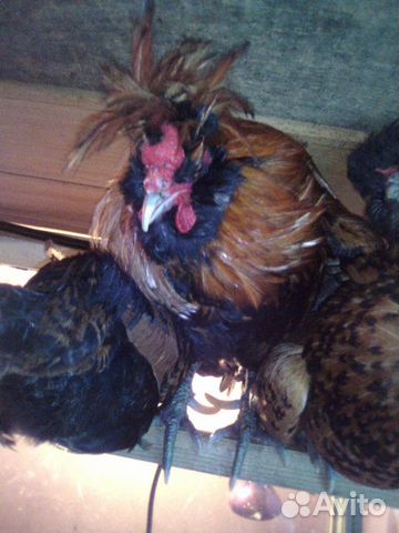 Куры Павловское Золото