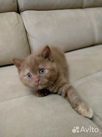 Британский котенок