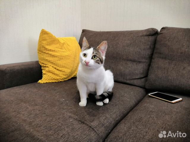 Просто необходим тёплый дом котейке