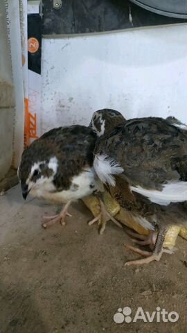 Несушки перепела