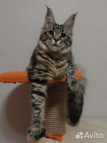 Усатая-полосатая куняша :)