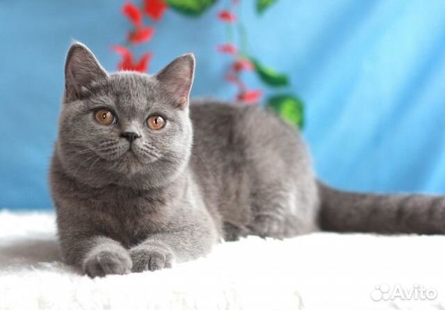 Голубая британская девочка подросток