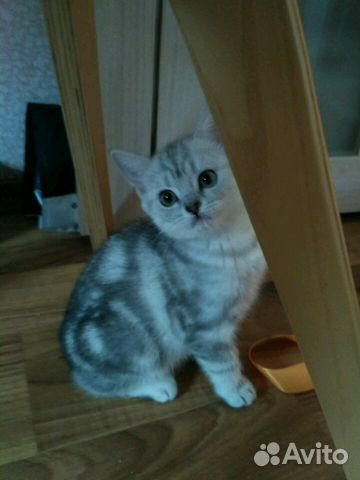 Шотландские мраморные котята
