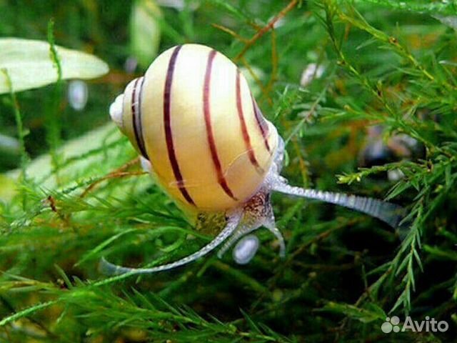 Хищная улитка Спикси (Эльф), креветки вишни