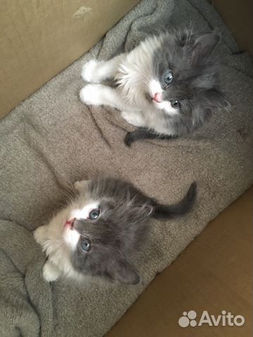 Пушистые друзья бесплатно