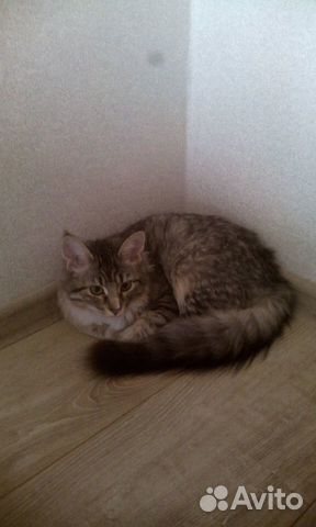Отдам кошку метис мейн-кун