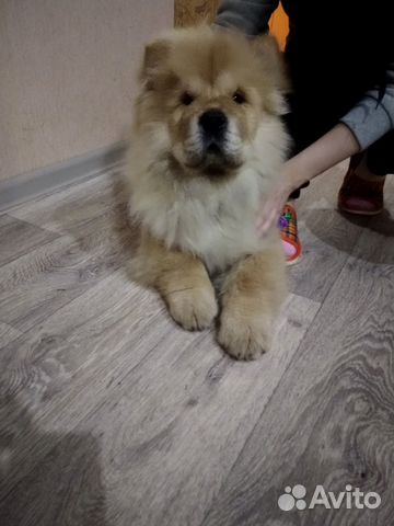 Чау - чау щеночки