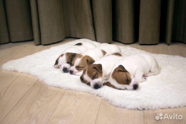 Продам очаровательных щенков
