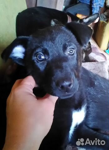 Продам метисов голландской овчарки и алабая