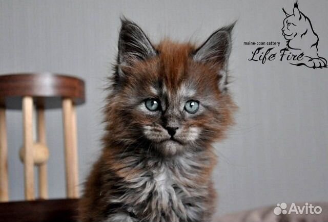 Черный дымный котик Трюфель