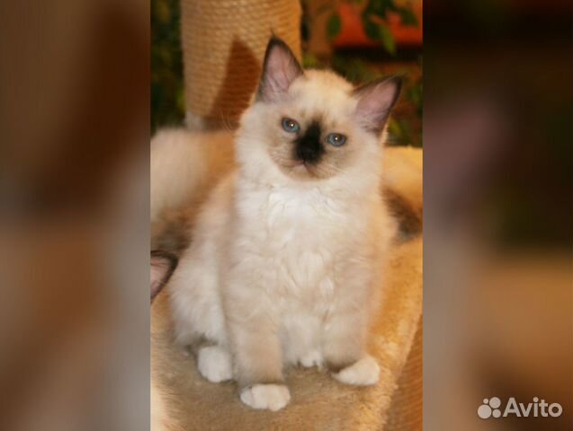 Котенок породы Священная Бирма