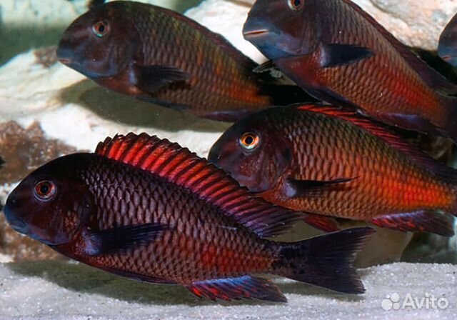 Трофеус Молиро мечущая стая из 13 хвостов