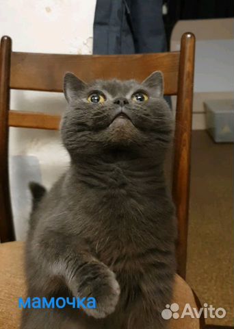 Детки короткошерстного перса в добрые руки