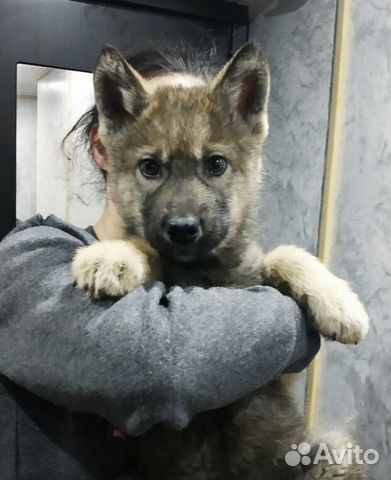 Волк, волкособ, вольфхунд, гибрид волка