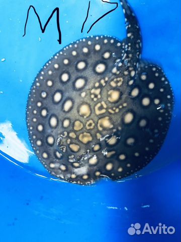 Скаты гибриды р62 сао Феликс и Хенли