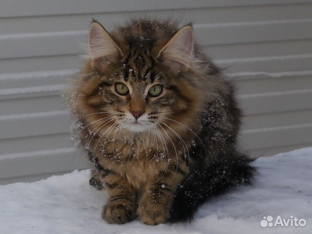 Норвежские лесные котята с родословной