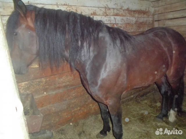 Жеребец 6 лет